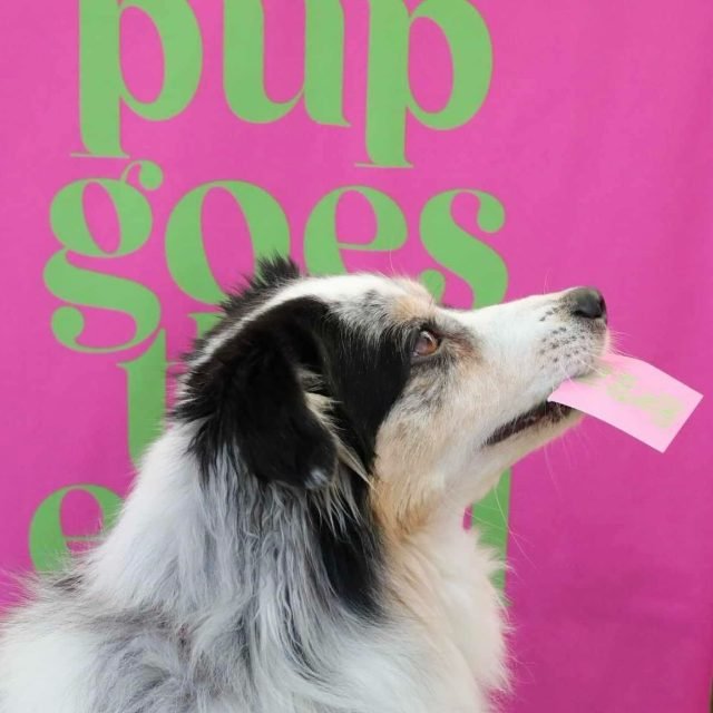 Homepage - Pup Goes The Easel