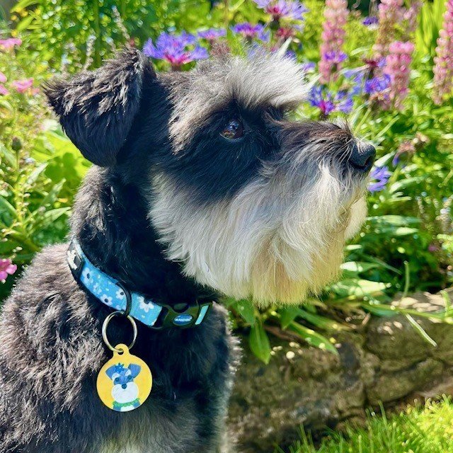 Homepage - Pup Goes The Easel